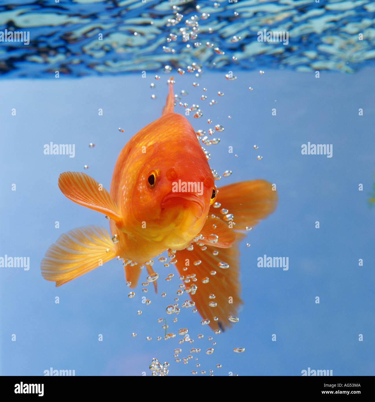 goldfish Carassius auratus Stock Photo - Alamy