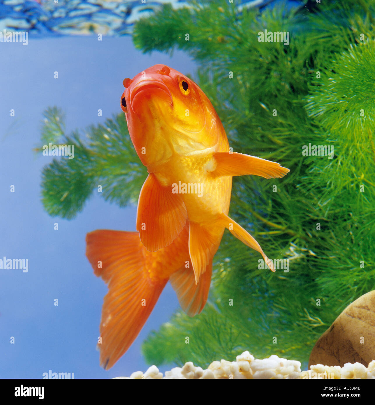 goldfish Carassius auratus Stock Photo - Alamy
