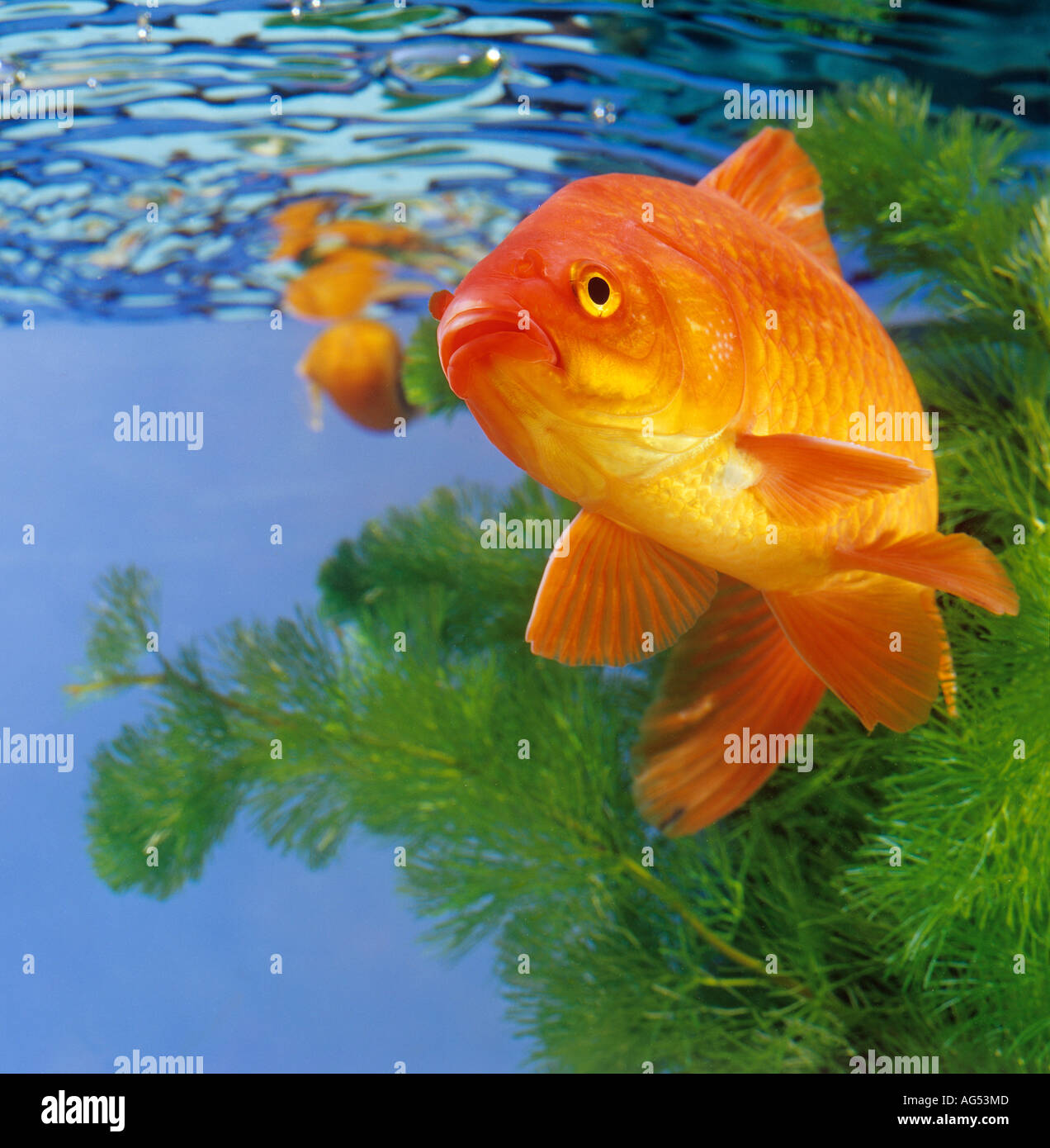 goldfish Carassius auratus Stock Photo - Alamy