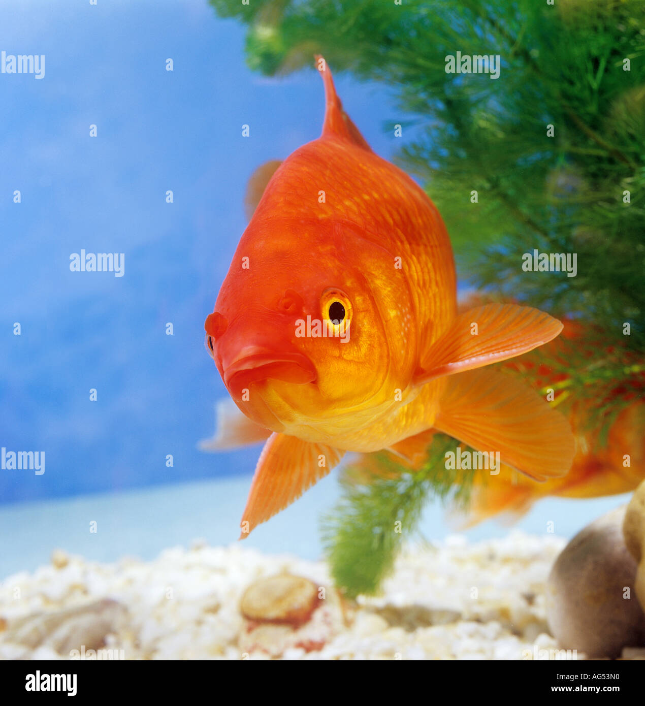 goldfish Carassius auratus Stock Photo - Alamy
