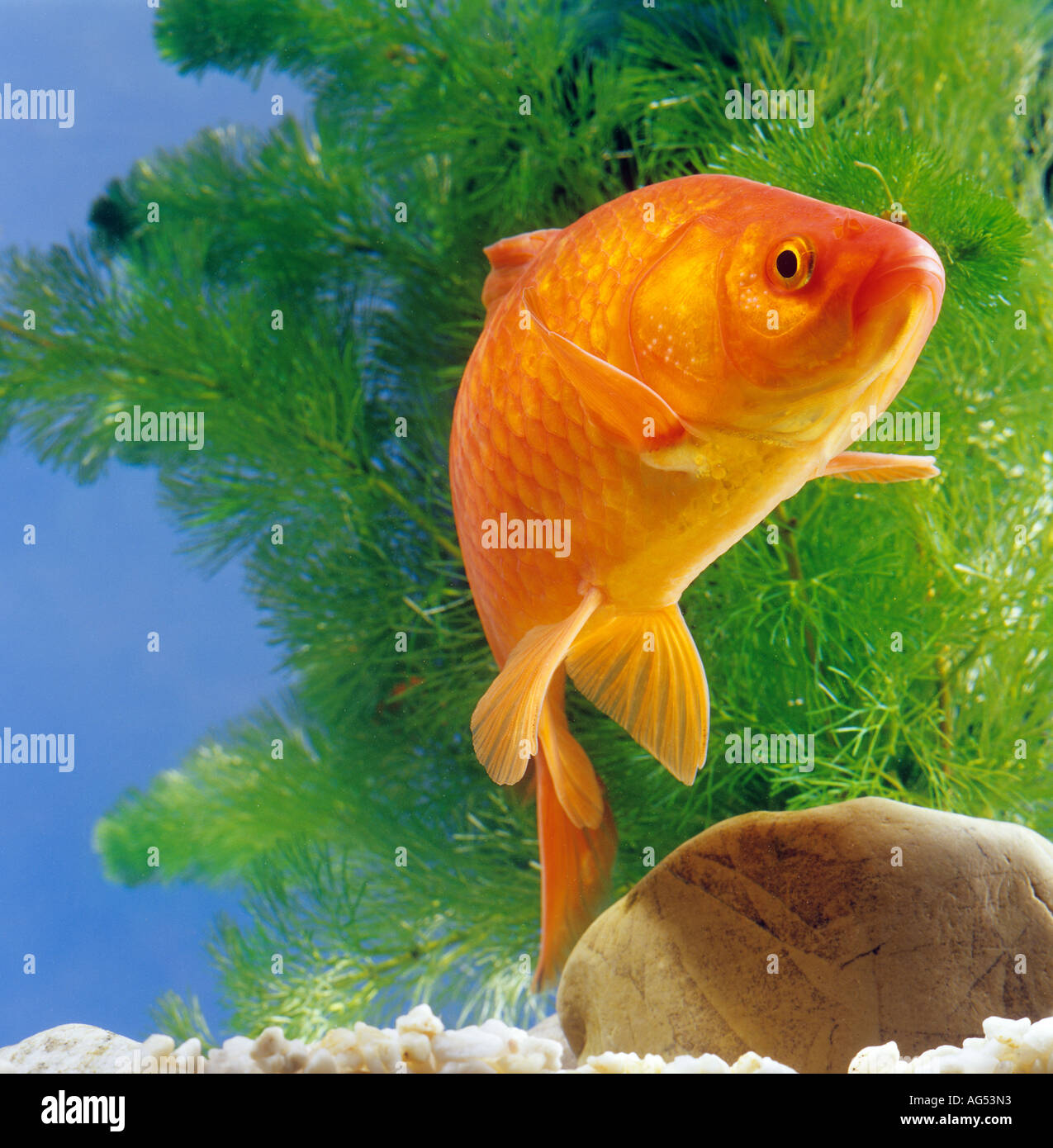 goldfish Carassius auratus Stock Photo - Alamy