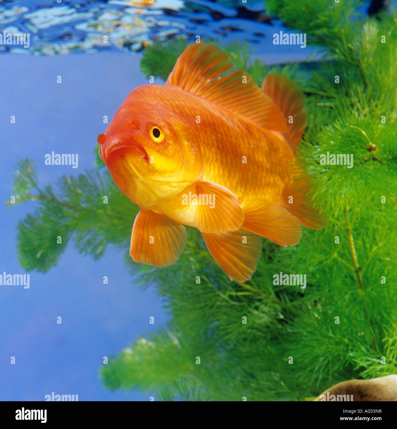 goldfish Carassius auratus Stock Photo - Alamy