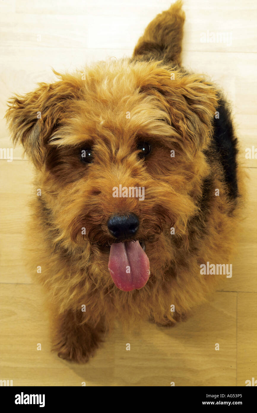 Welsh terrier puppy hi-res stock photography and images - Alamy