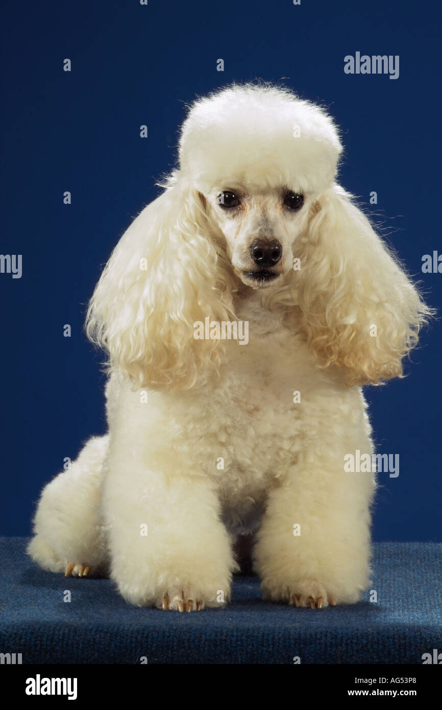 white poodle - sitting - cut out Stock Photo - Alamy