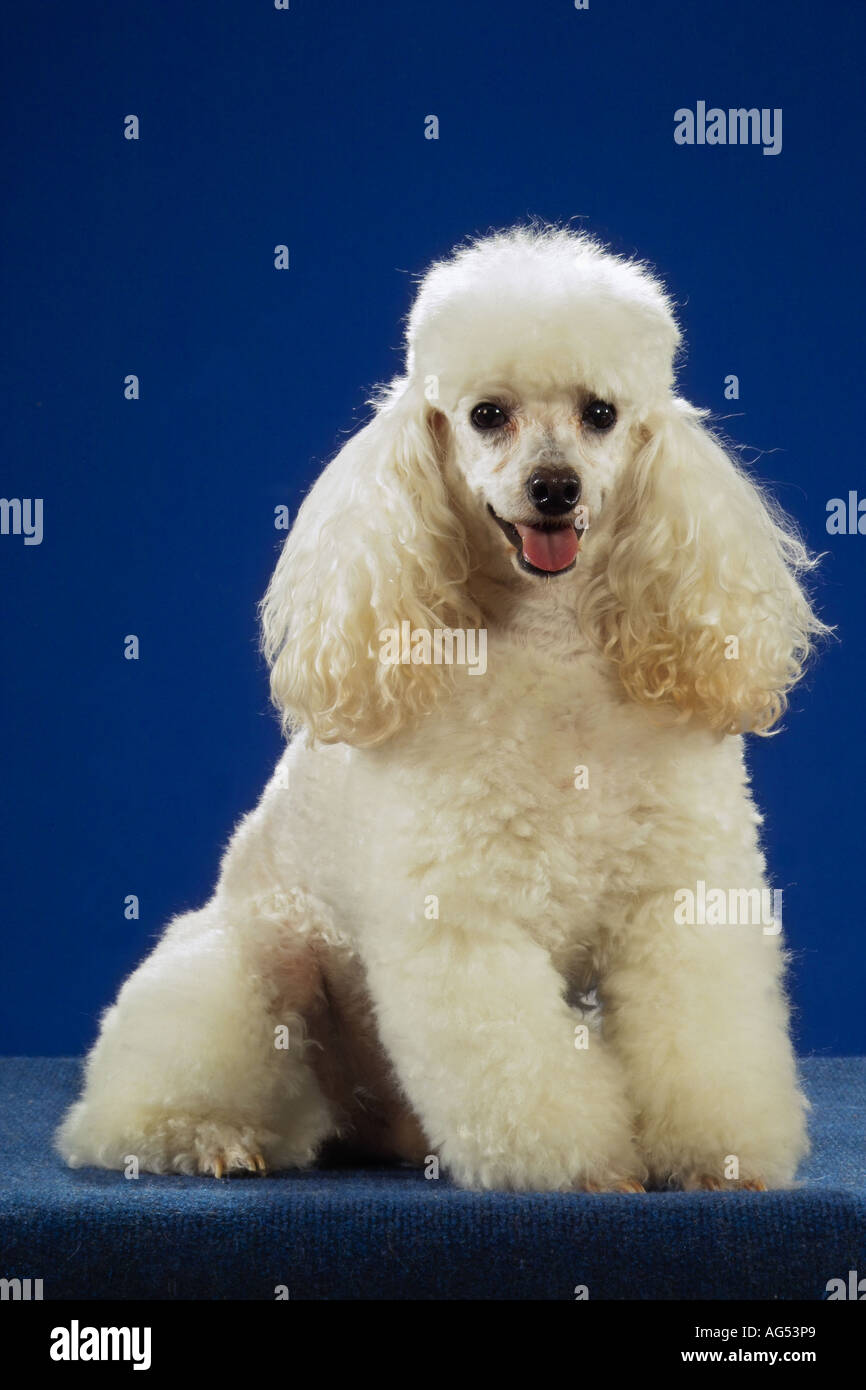white poodle - sitting - cut out Stock Photo - Alamy
