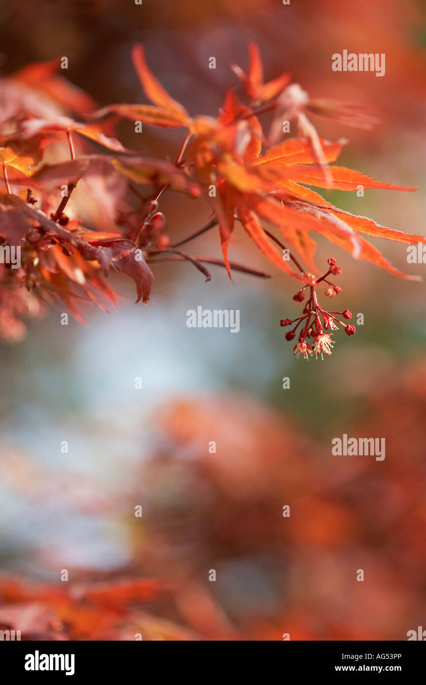 Acer palmatum atropurpureum japanese maple hi-res stock photography and ...