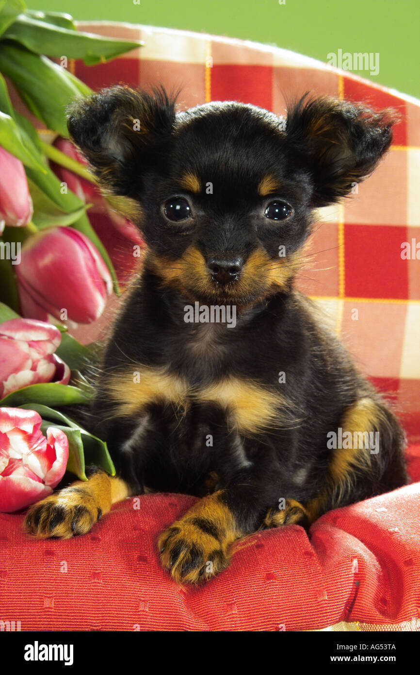Moscow toy terrier hi-res stock photography and images - Alamy