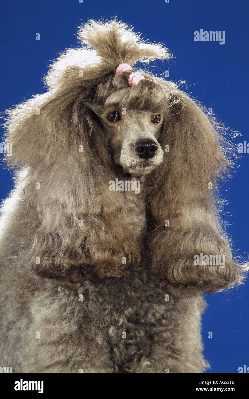 standard poodle - portrait Stock Photo - Alamy