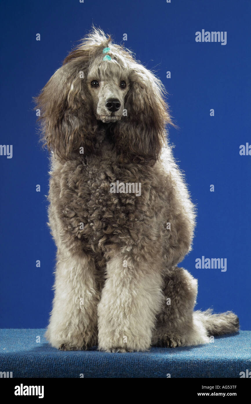 Standard poodle. Adult sitting. Studio picture seen against a blue ...