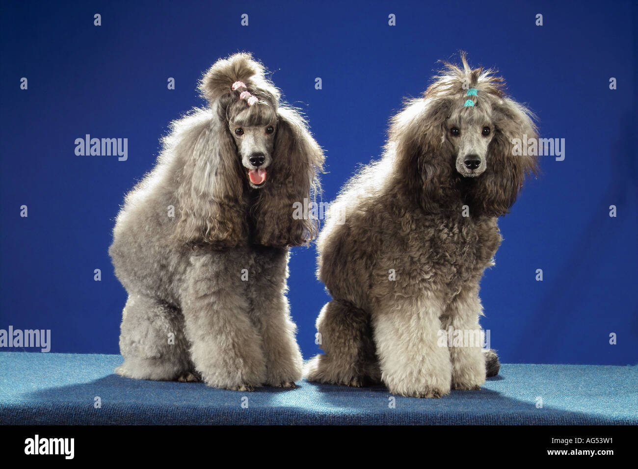two standard poodles - cut out Stock Photo - Alamy