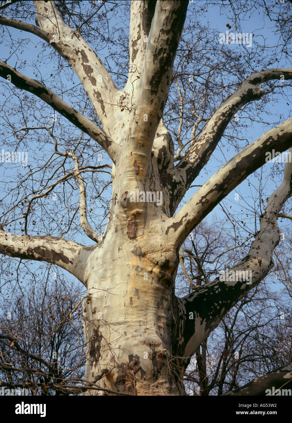 Sycamore tree peeling bark hi-res stock photography and images - Alamy
