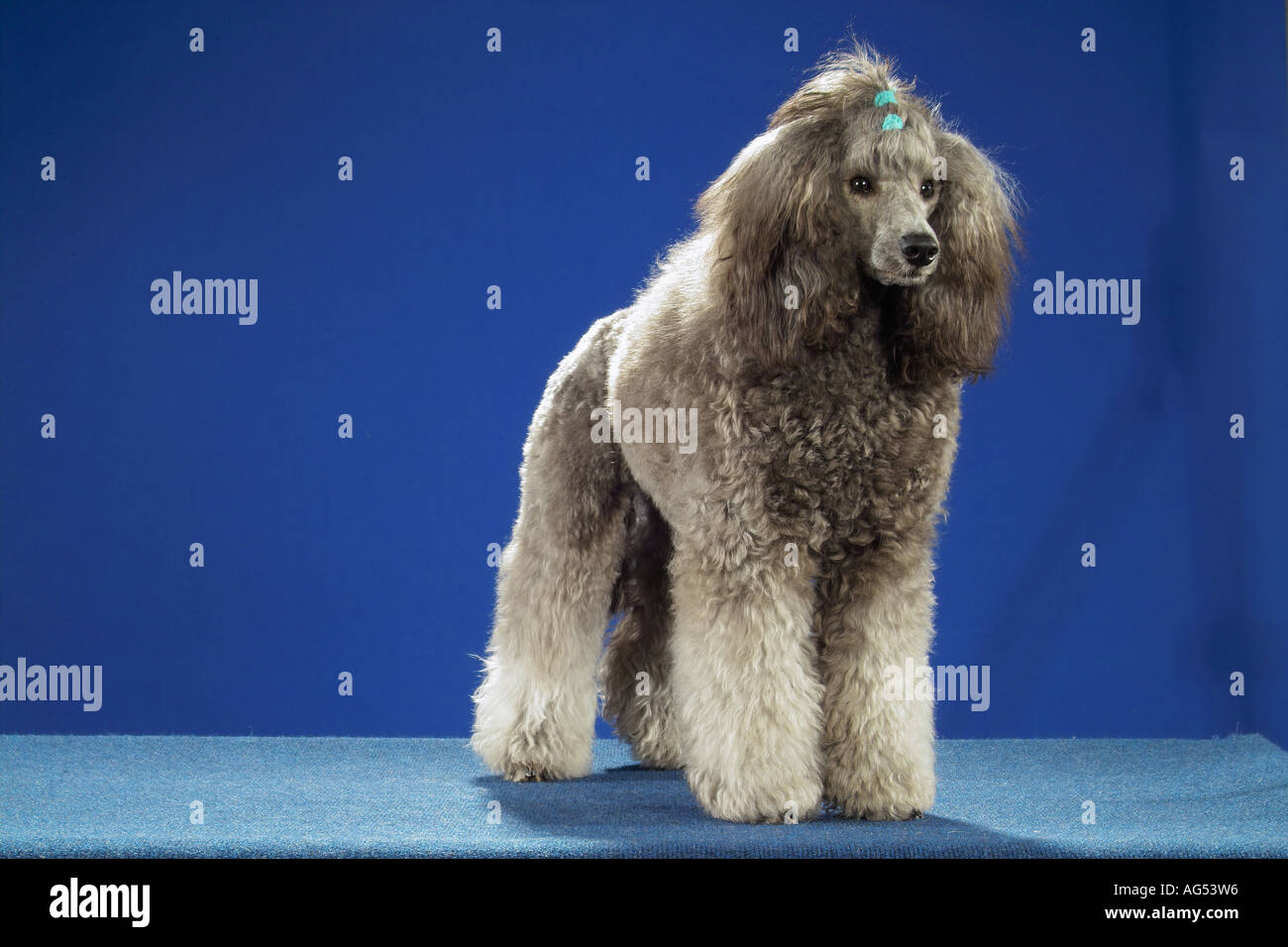 standard poodle - standing - cut out Stock Photo - Alamy