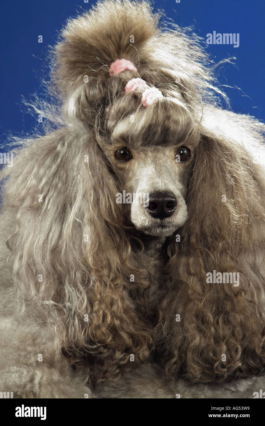standard poodle - portrait Stock Photo - Alamy