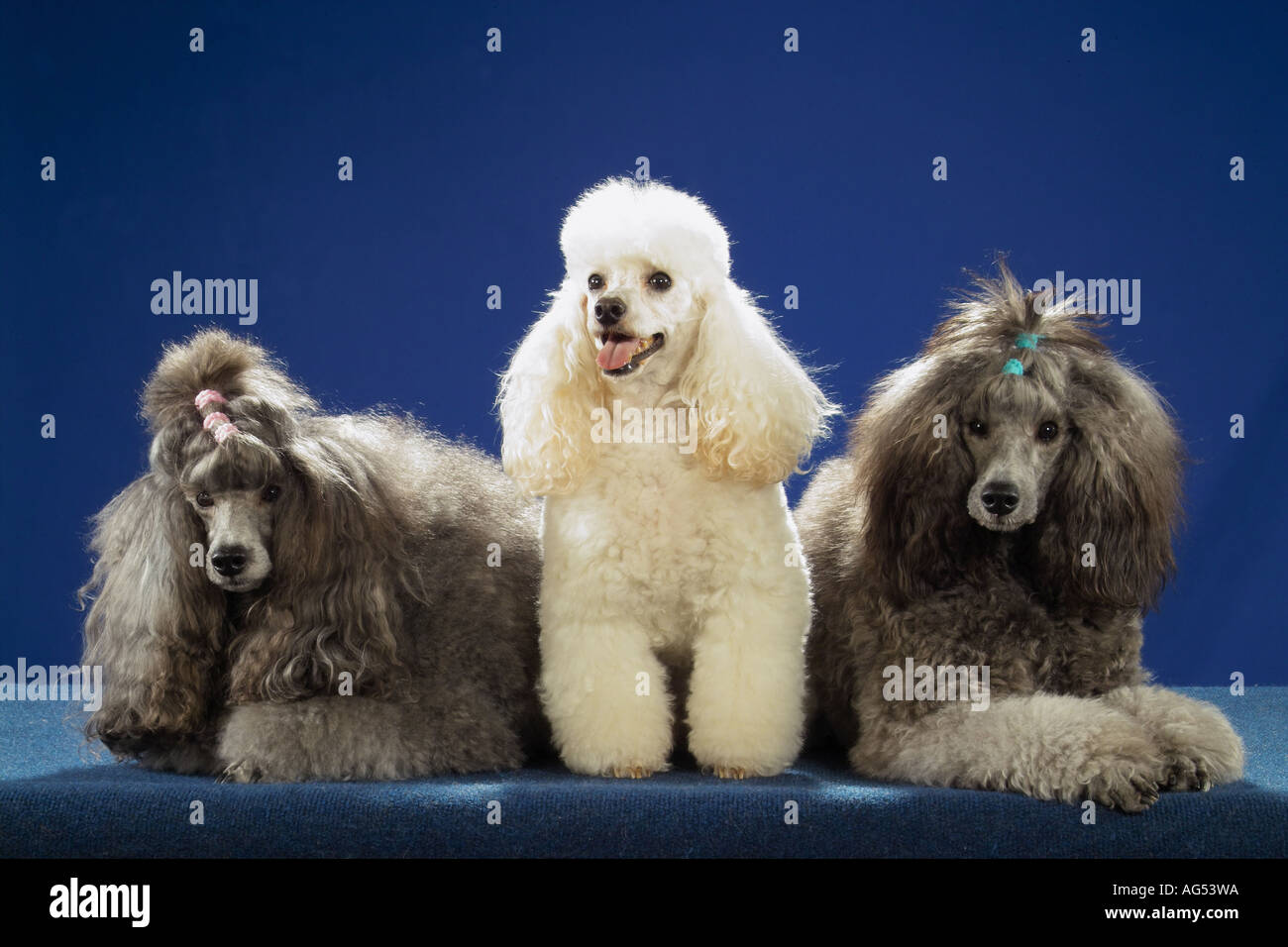 Grey miniature poodle hi-res stock photography and images - Alamy