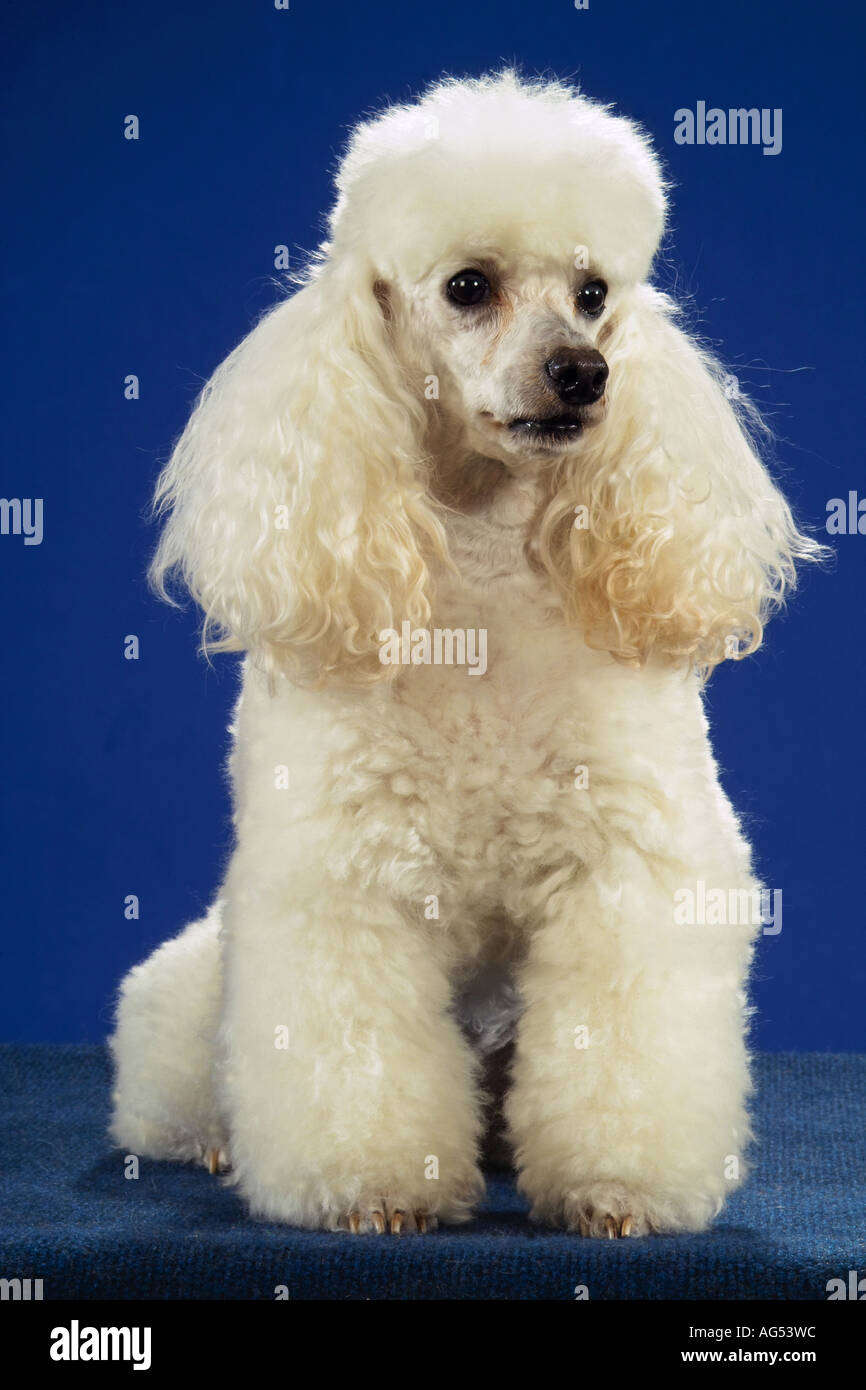 white miniature poodle - sitting - cut out Stock Photo - Alamy
