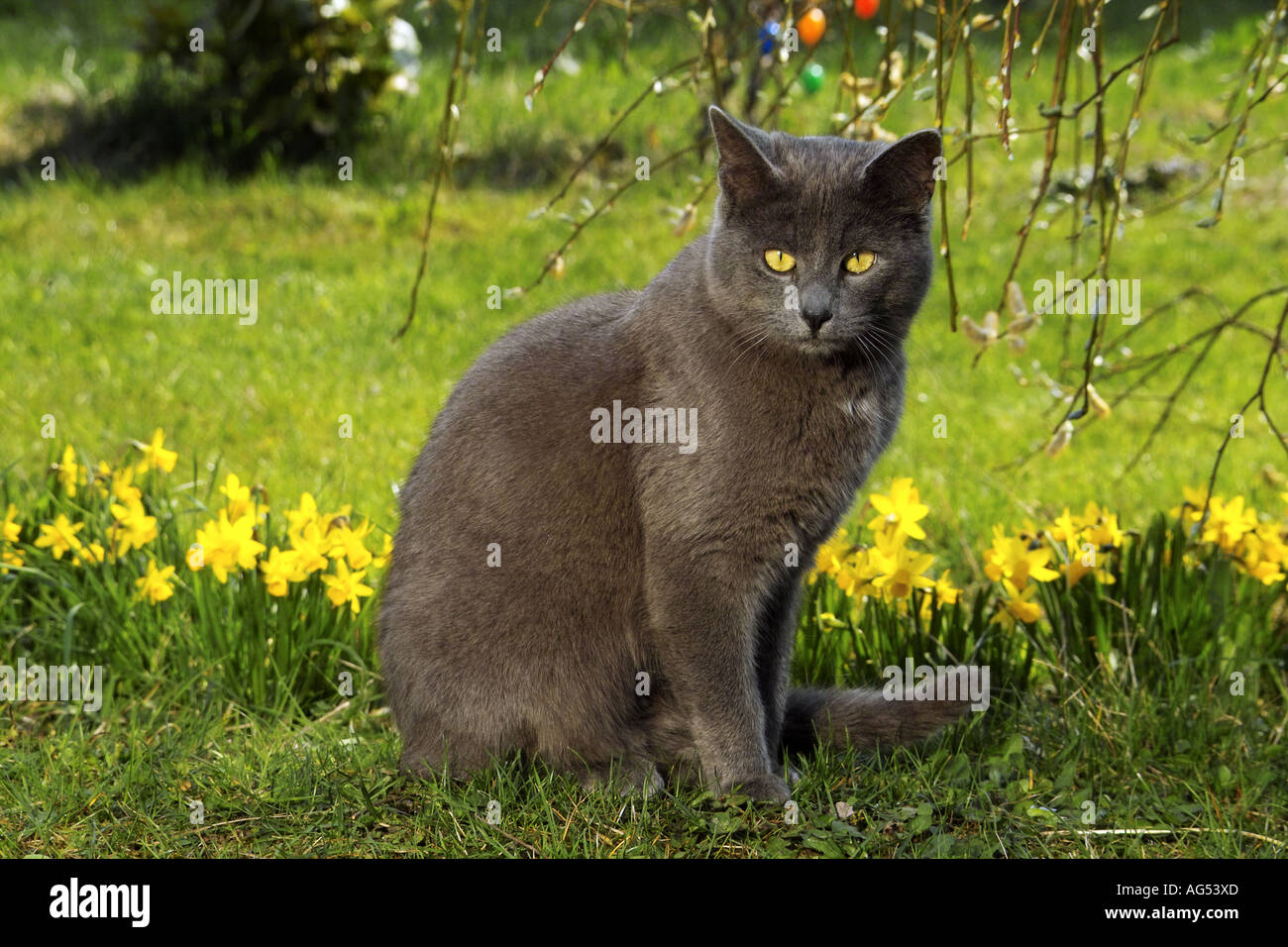 Carthusian cat - sitting on meadow Stock Photo - Alamy