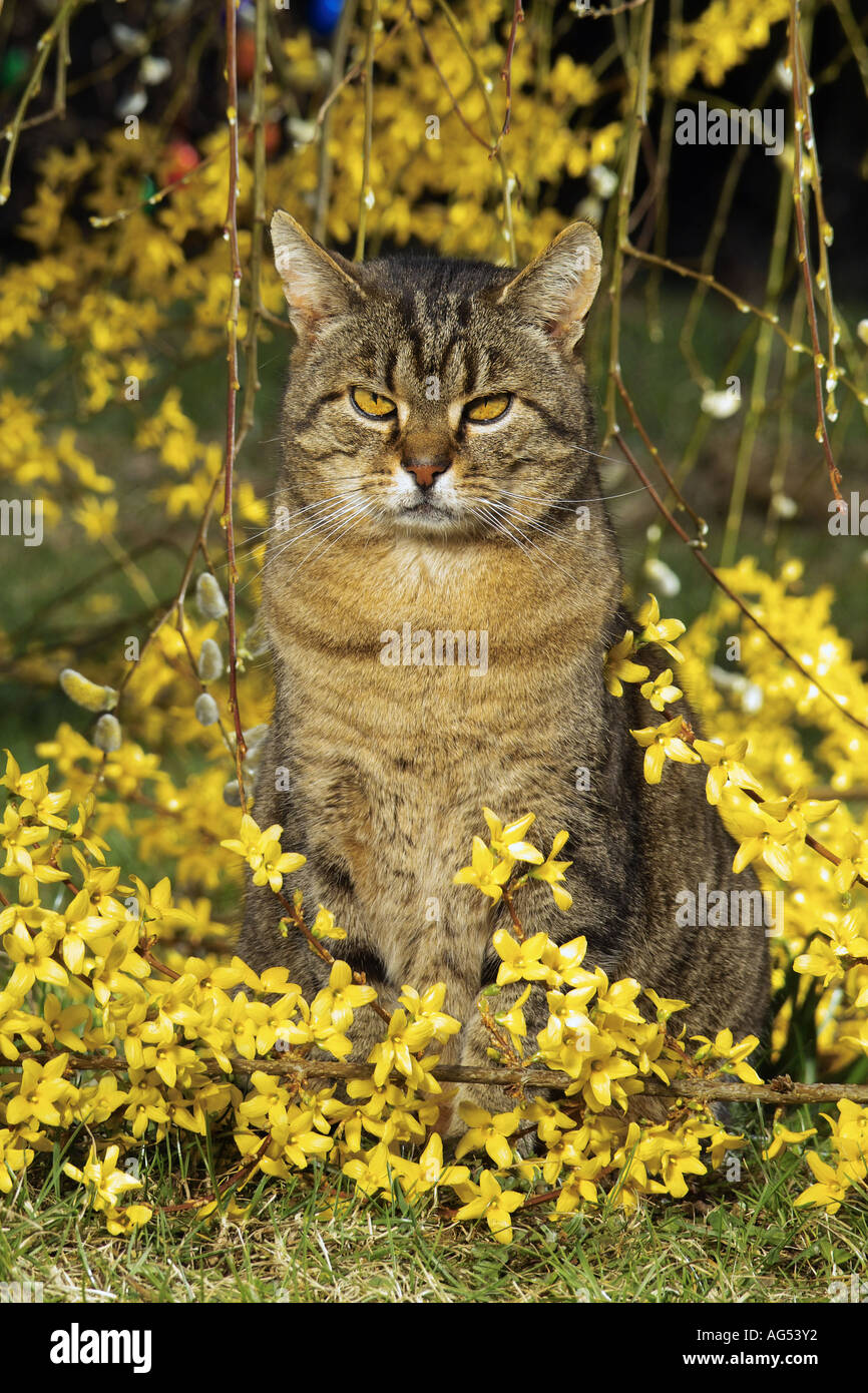 tabby domestic cat - sitting between flowers Stock Photo - Alamy