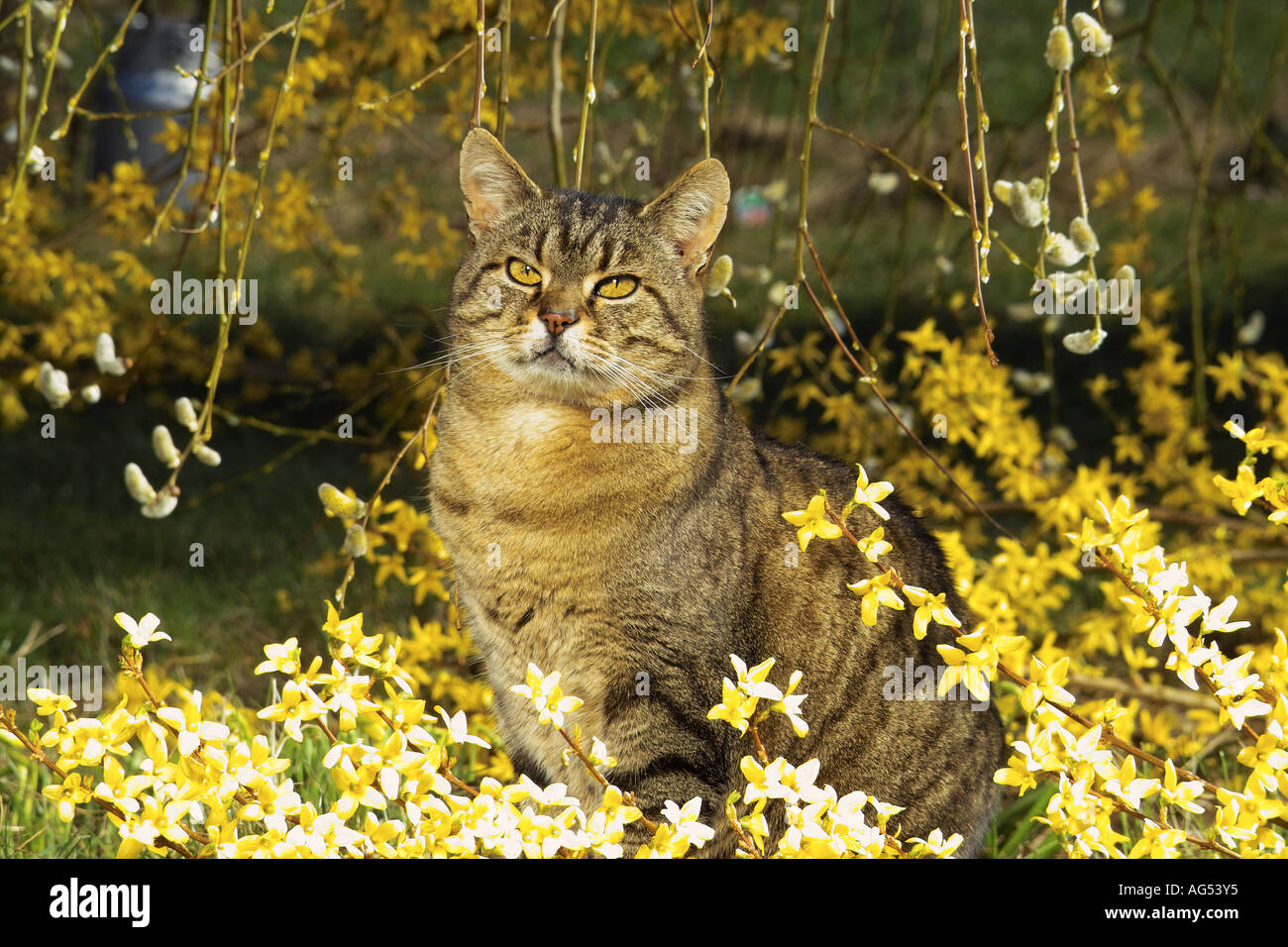 Tabby cats flowers hi-res stock photography and images - Alamy