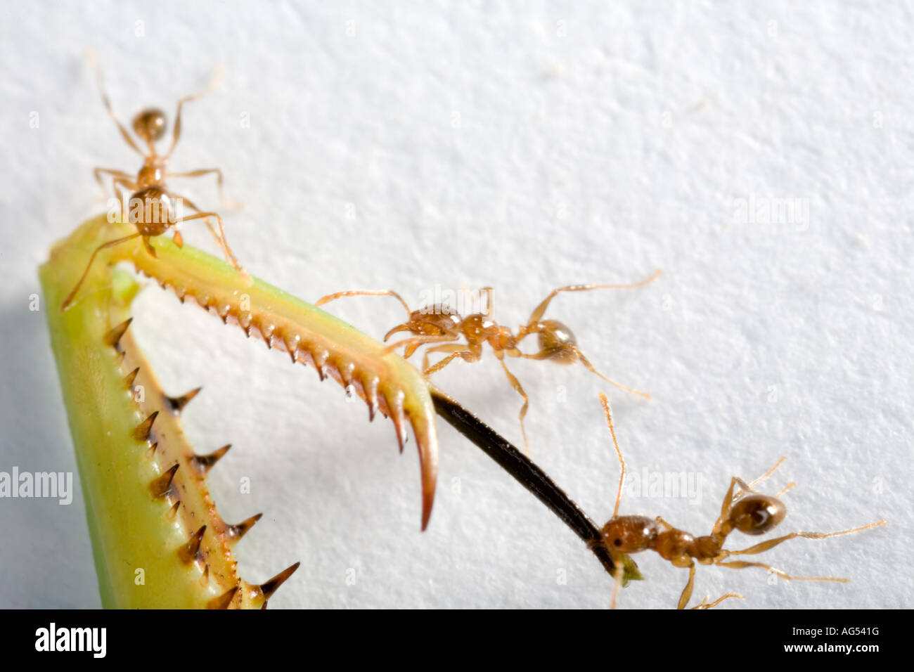 Ants carrying spined leg of a dead mantid Stock Photo - Alamy