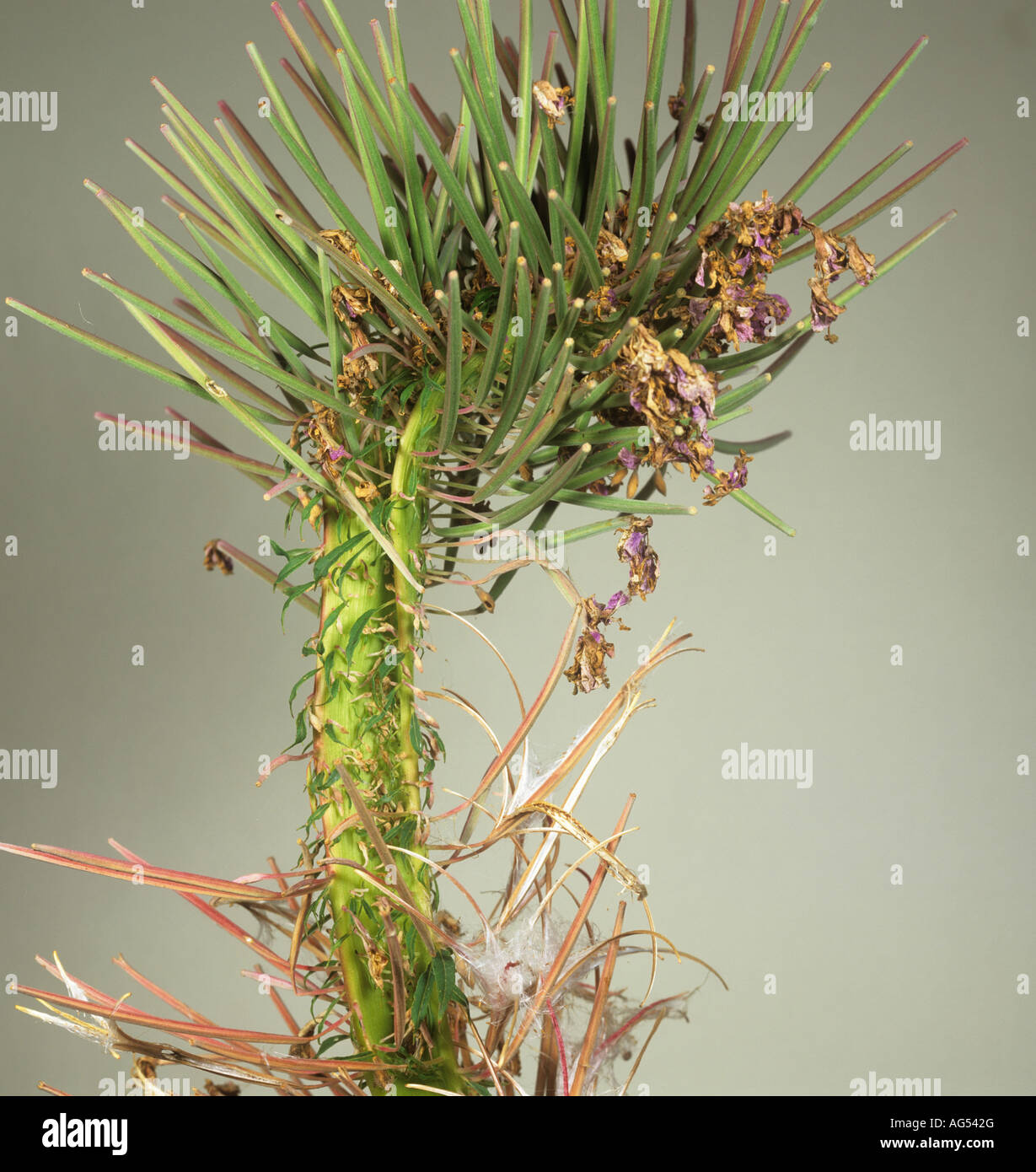 Mlo High Resolution Stock Photography and Images - Alamy