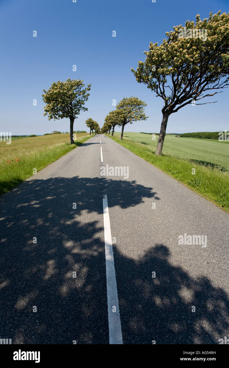 Tree Lined Road 2 A straight road with a white center line and lined ...