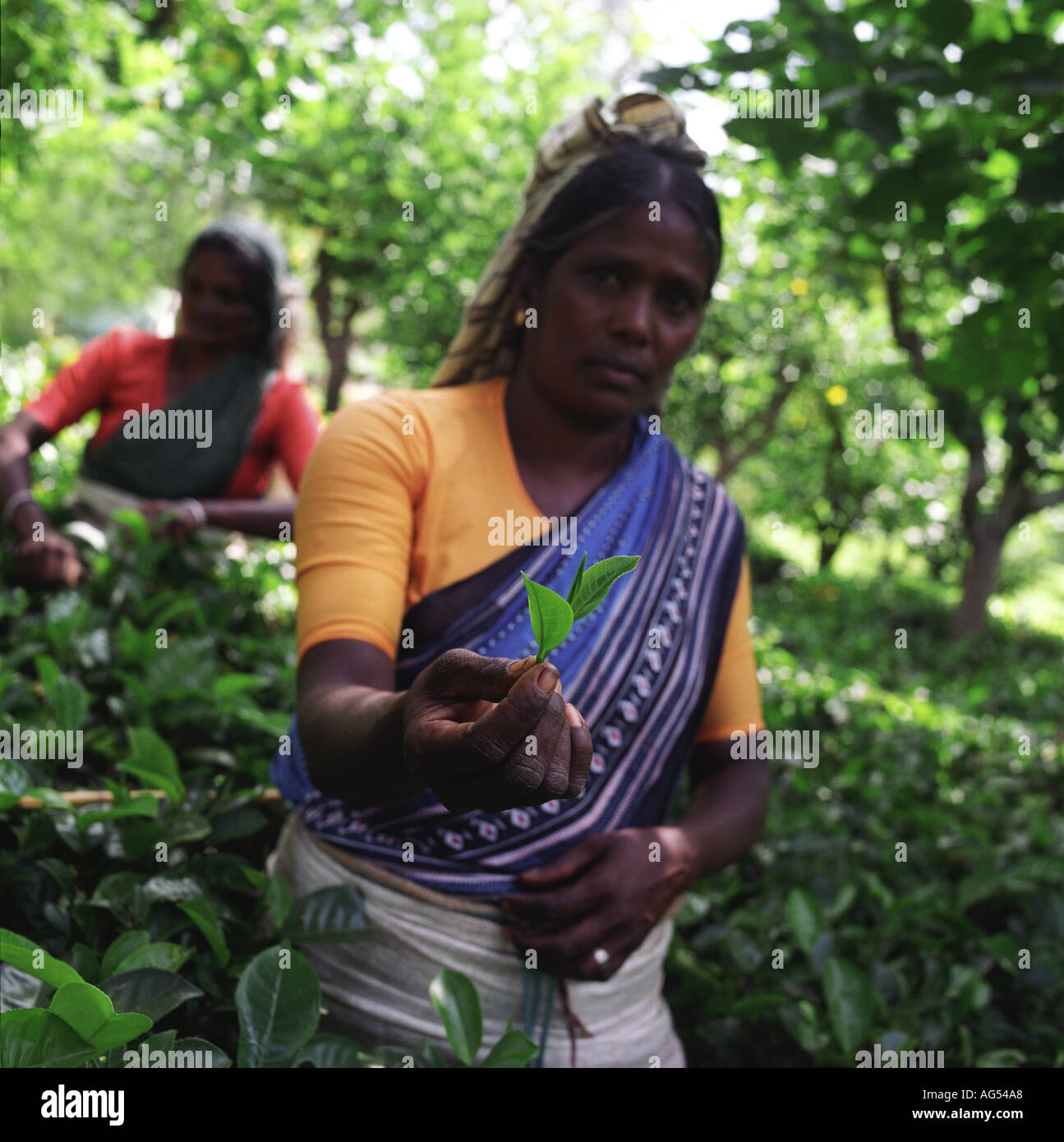 Tea picker Sri Lanka Ceylon women worker plantation Asia Stock Photo ...