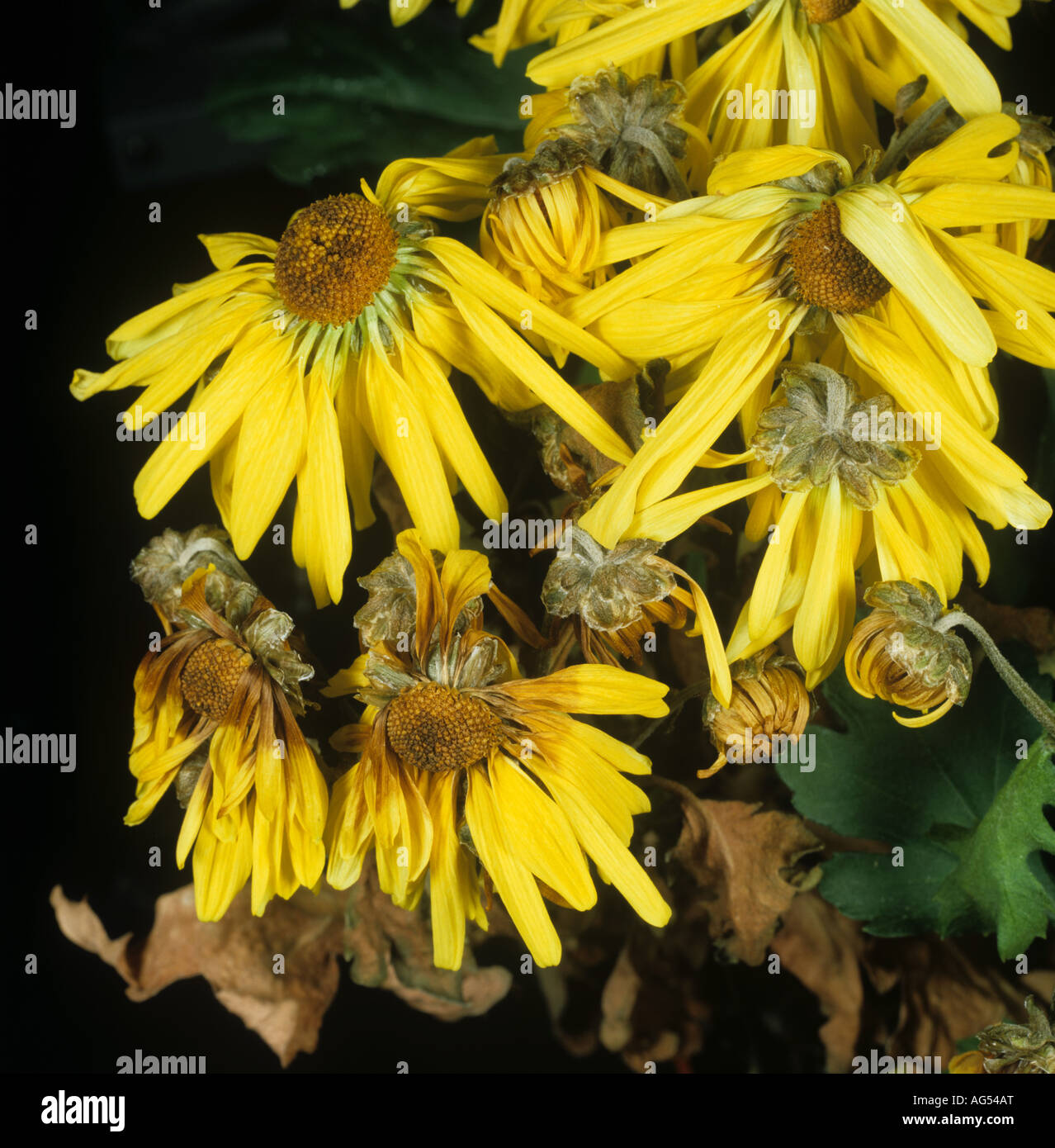 Chrysanthemum flowers with grey mould Botrytis cinerea damage Stock ...