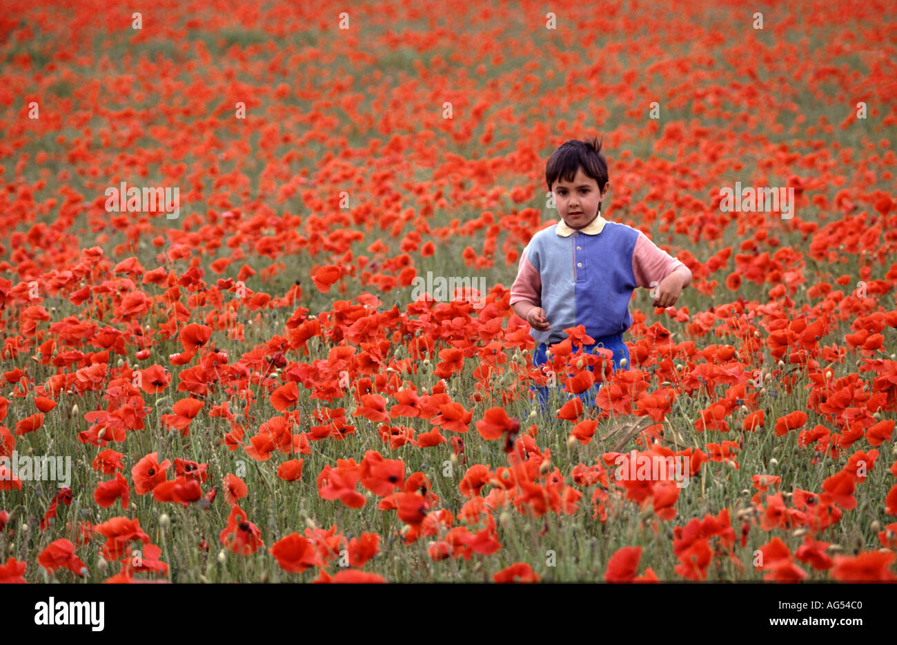 Young Boy Running through Poppy Field Stock Photo - Alamy