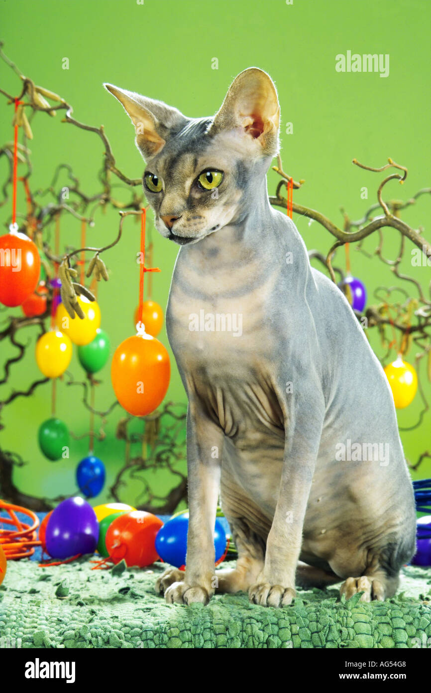 Sphynx cat - sitting next to Easter eggs Stock Photo - Alamy