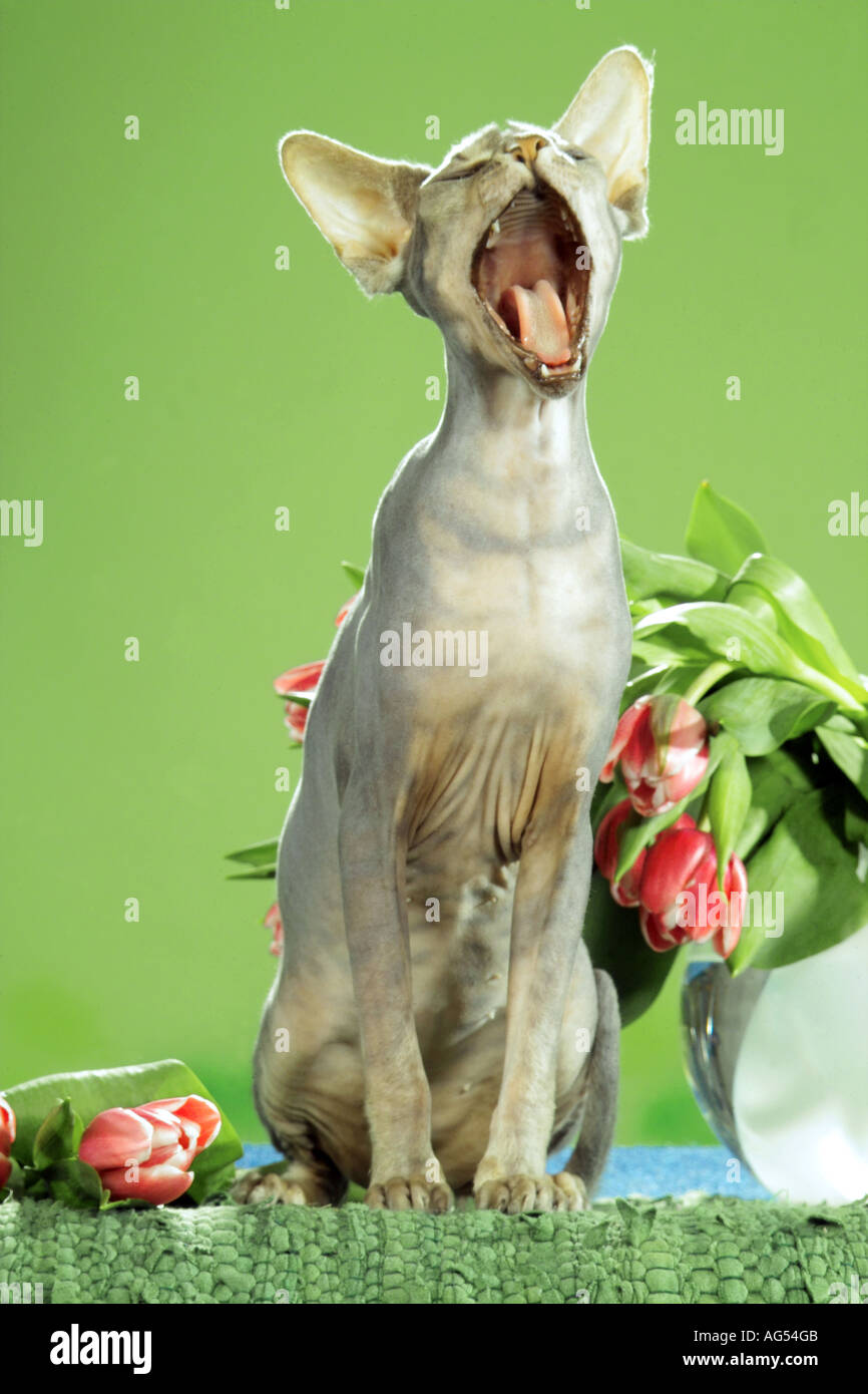 Cat next to flowers hi-res stock photography and images - Alamy