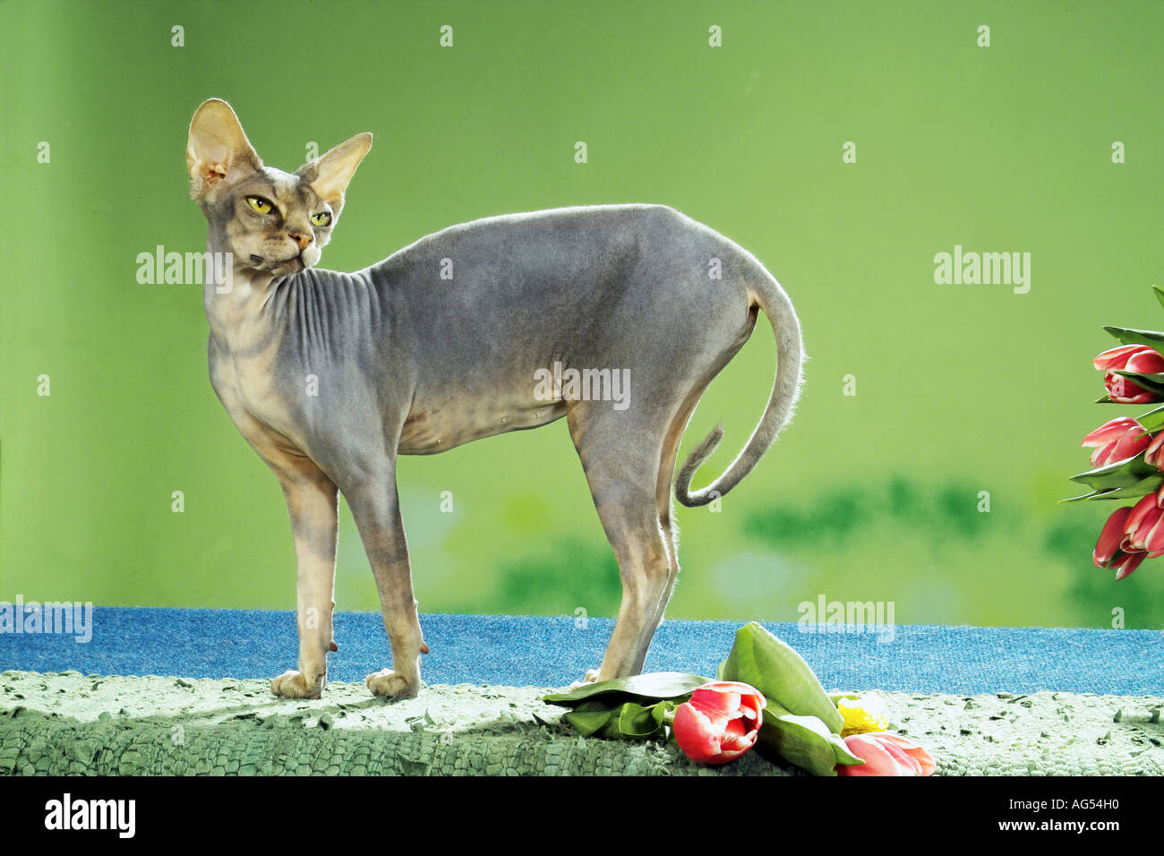 Sphynx cat - standing lateral Stock Photo - Alamy