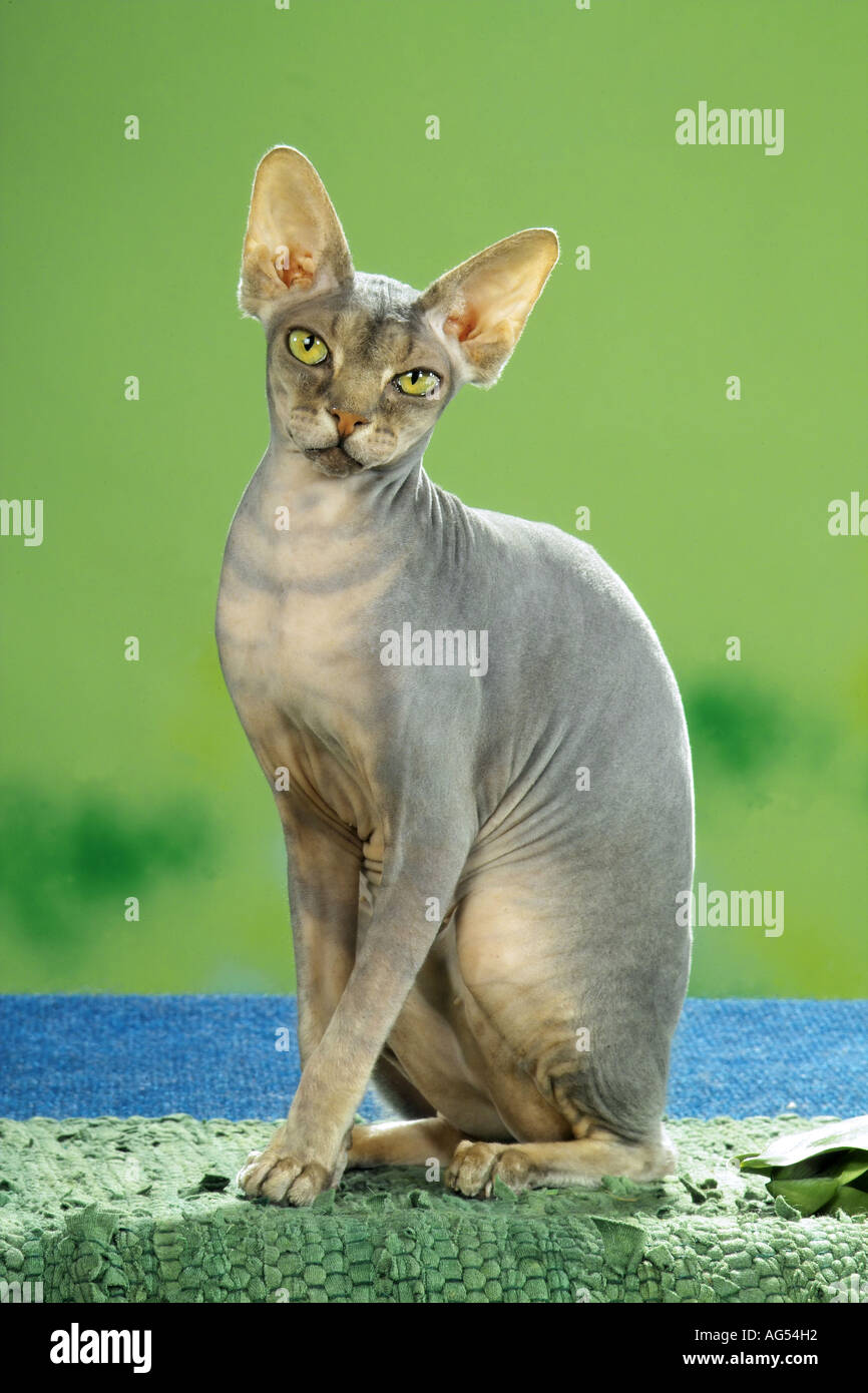 Canadian sphynx cats hi-res stock photography and images - Alamy