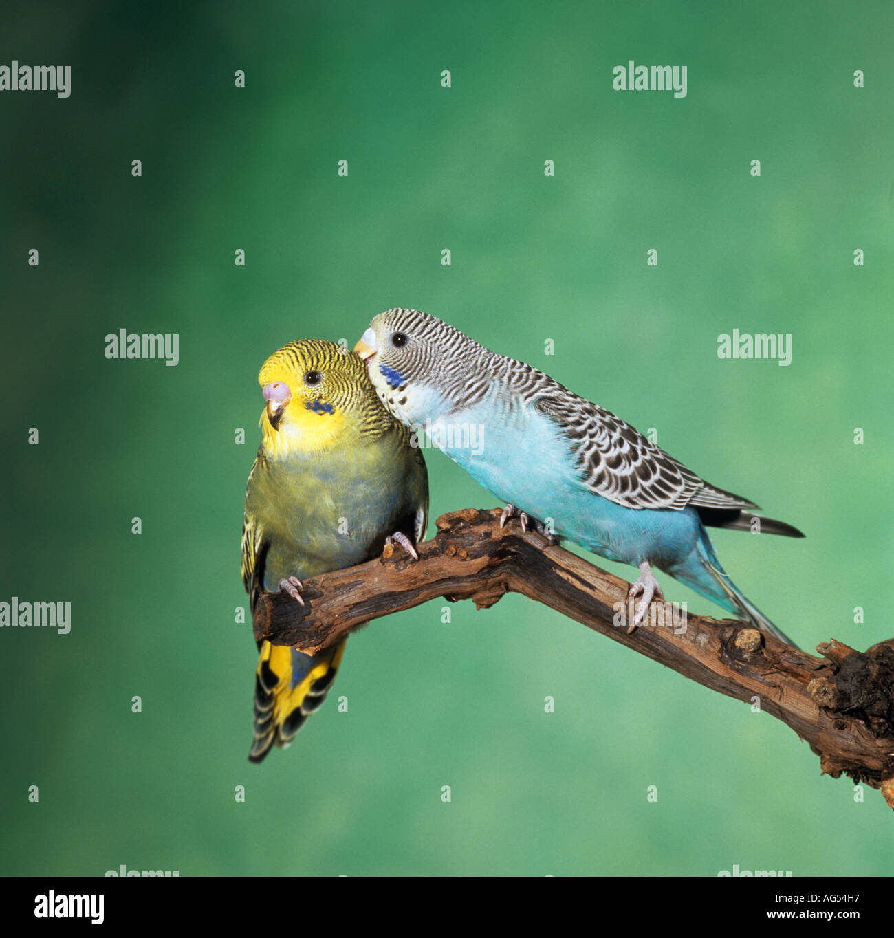 behaviour: two budgerigars - smoothing / Melopsittacus undulatus Stock ...