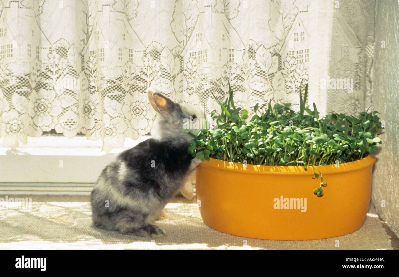 Young animals nibble hi-res stock photography and images - Alamy