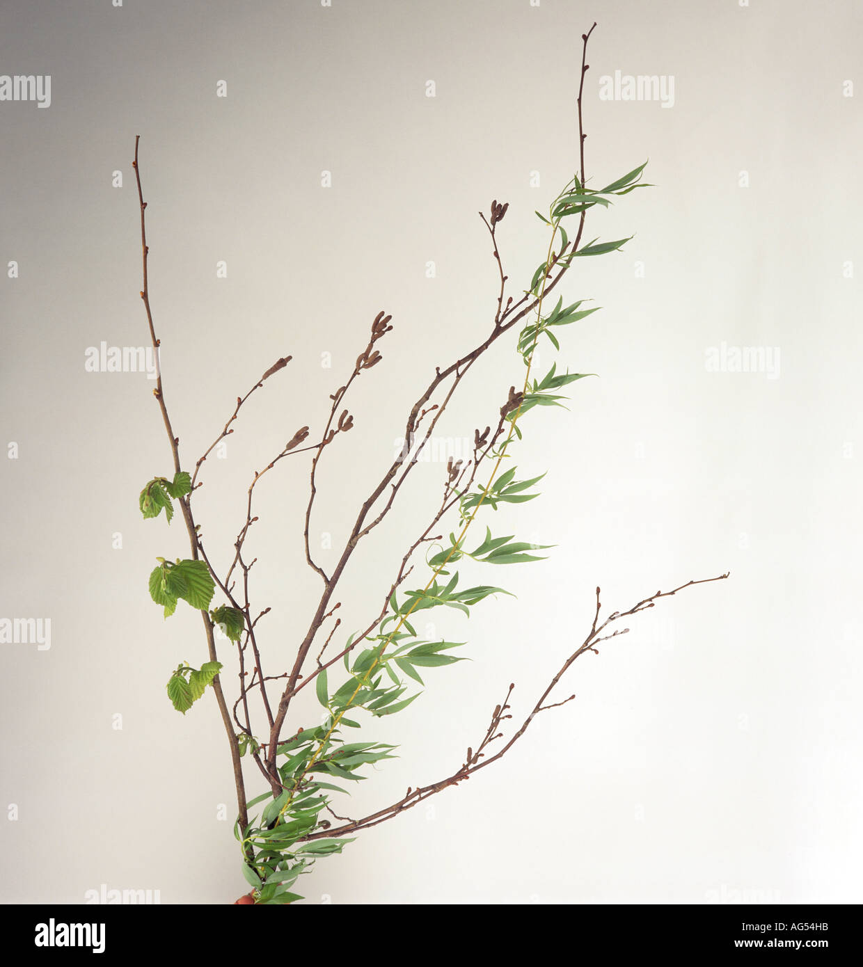 Hazel tree buds hi-res stock photography and images - Alamy