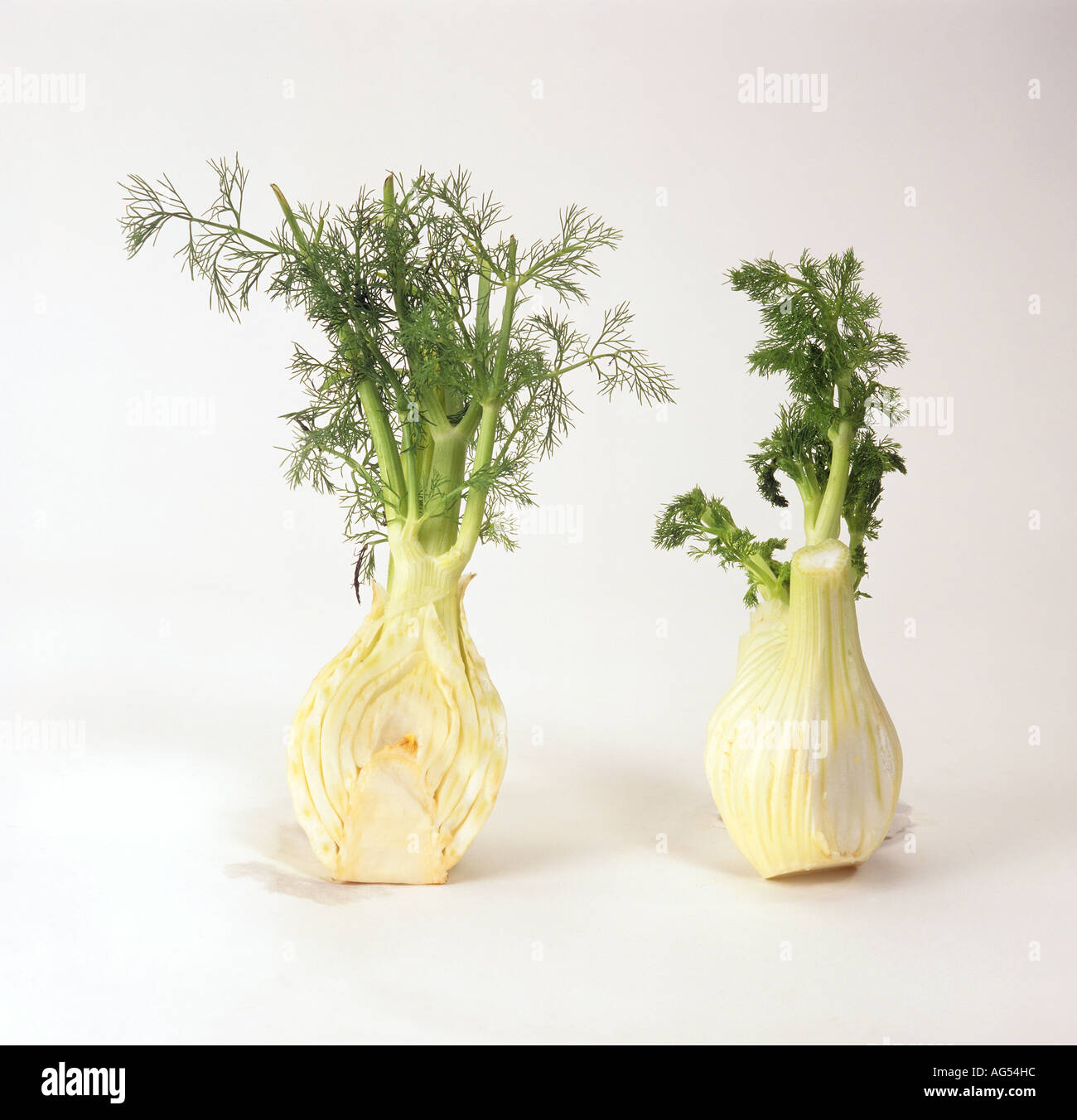 fennel Foeniculum vulgare Stock Photo - Alamy