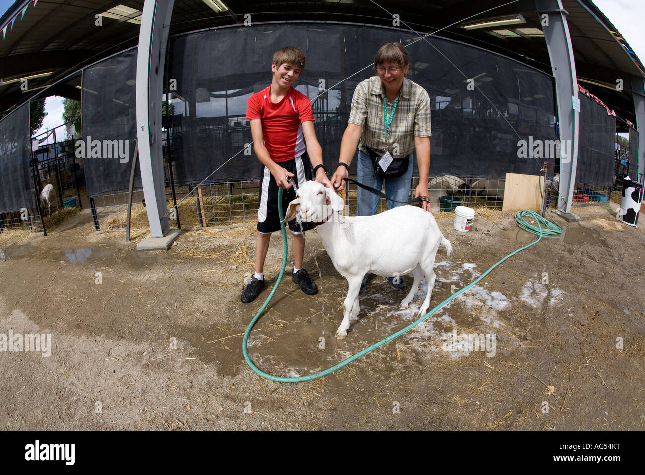 Goat bath hi-res stock photography and images - Alamy