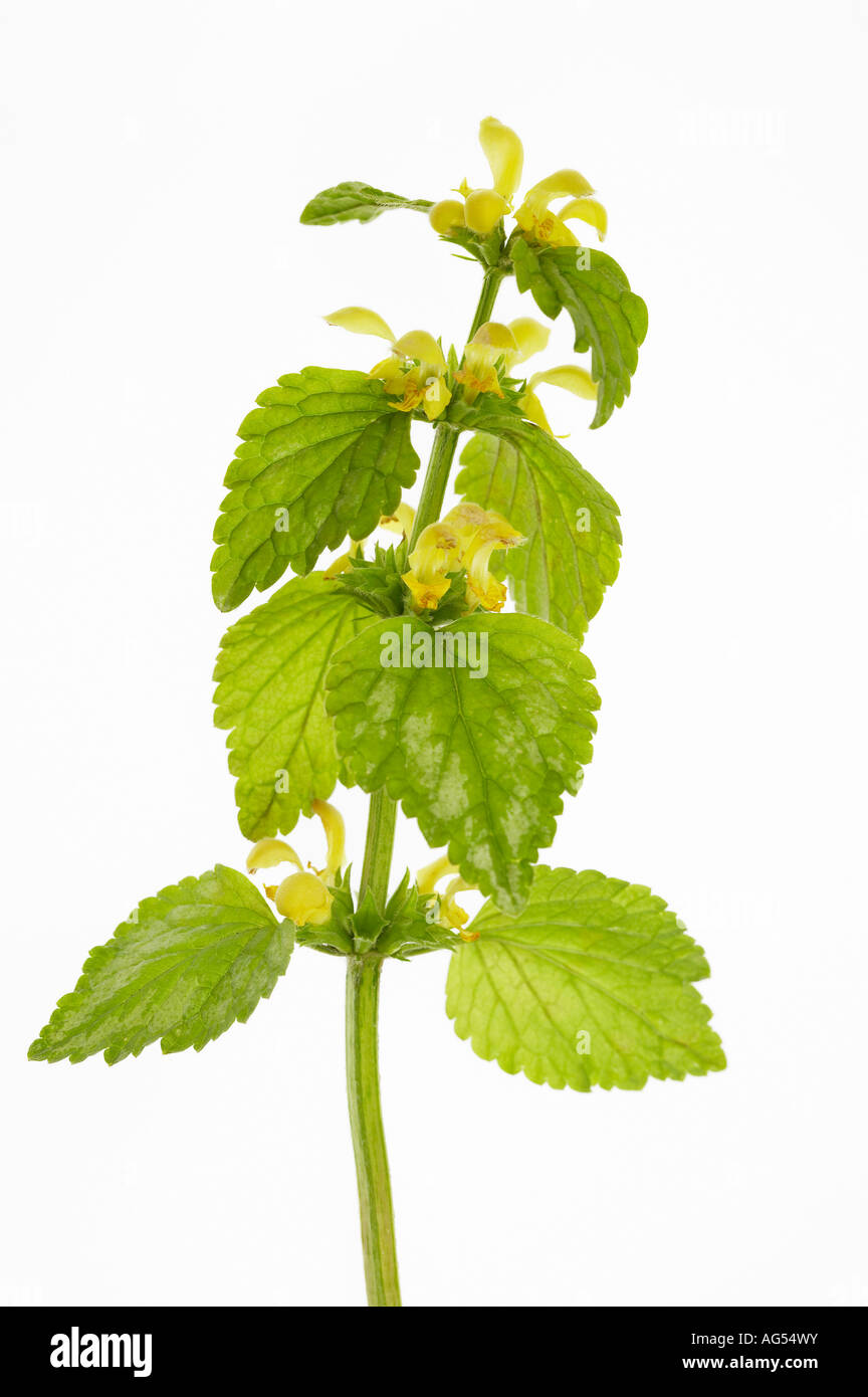 Yellow Archangel Lamiastrum galeobdolon Stock Photo - Alamy