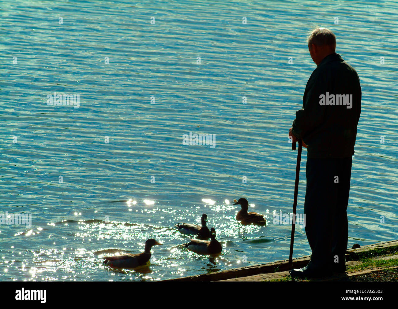 Elderly feeding ducks hi-res stock photography and images - Alamy