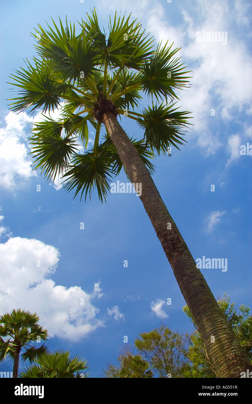 Phuket Thailand Blue Sky Plam Trees Stock Photo - Alamy