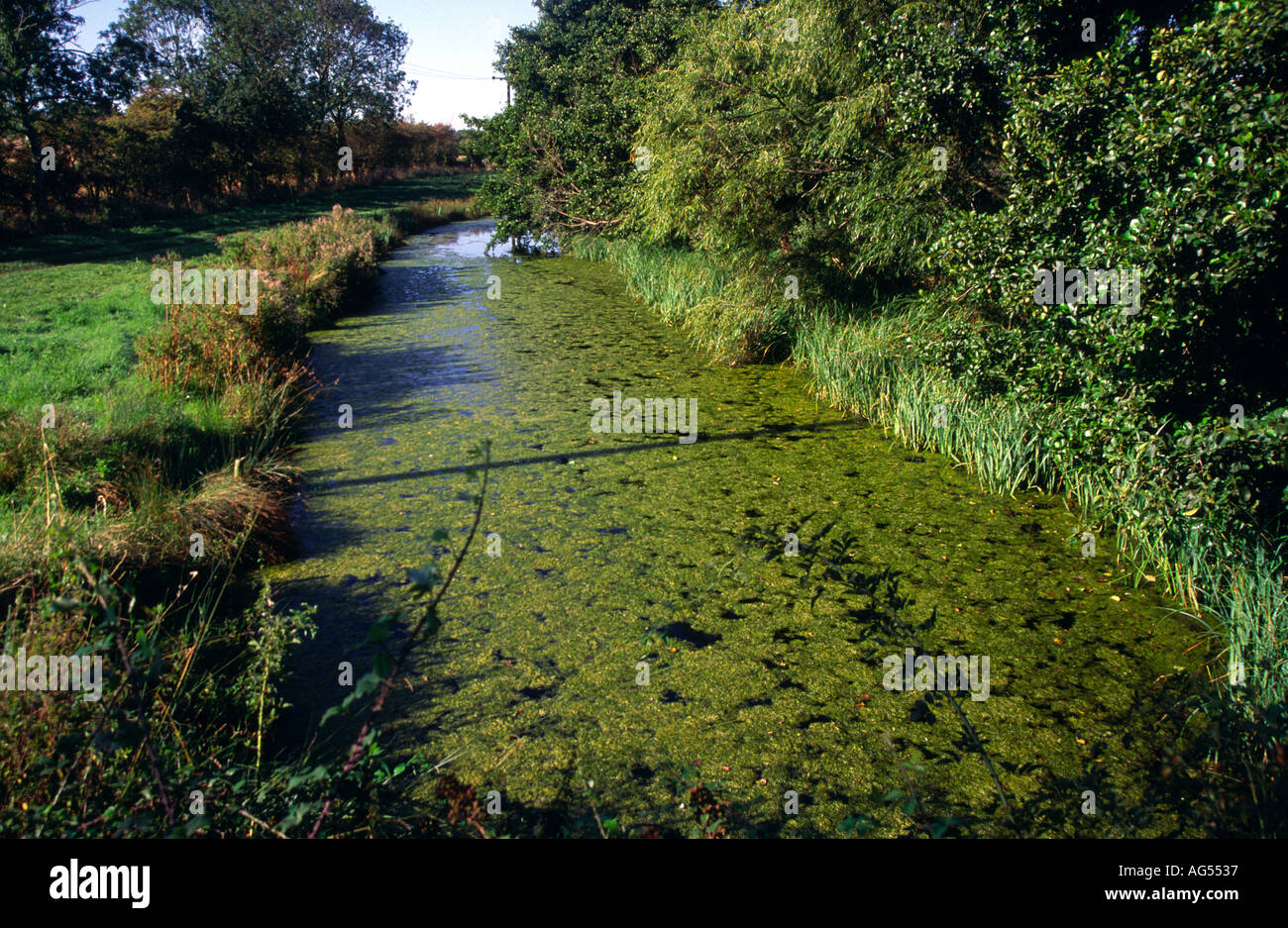 Eutrophication Suffolk River Tang near Boyton Suffolk England Stock ...