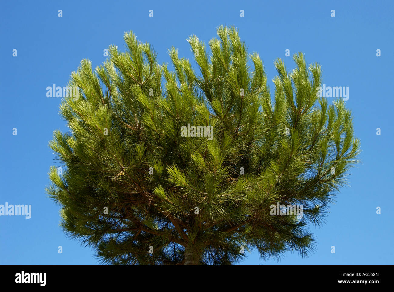 Pine Tree in La Rochelle, Charente Maritime, France Stock Photo - Alamy
