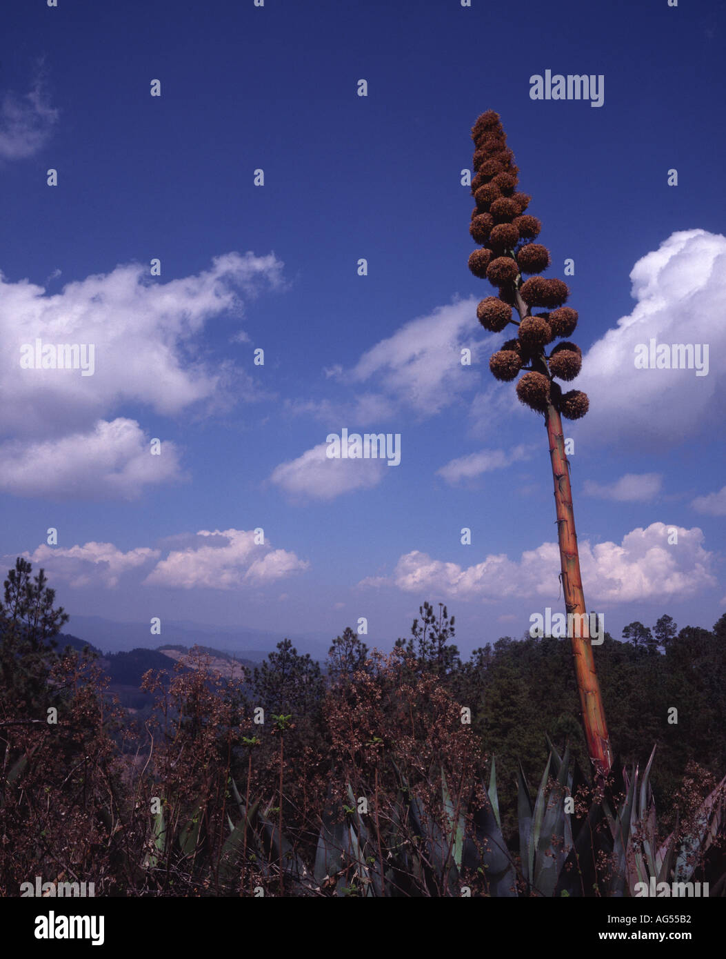 Pine oak oaxaca hi-res stock photography and images - Alamy