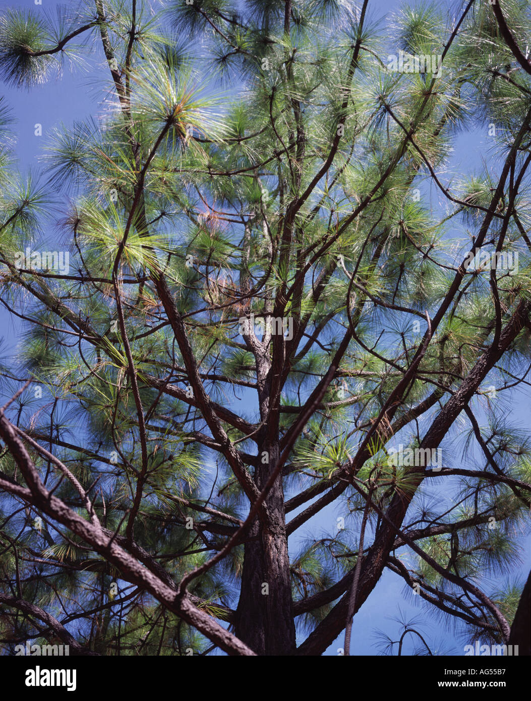 Pine tree in Sierra Madre Oaxaca Mexico Stock Photo - Alamy