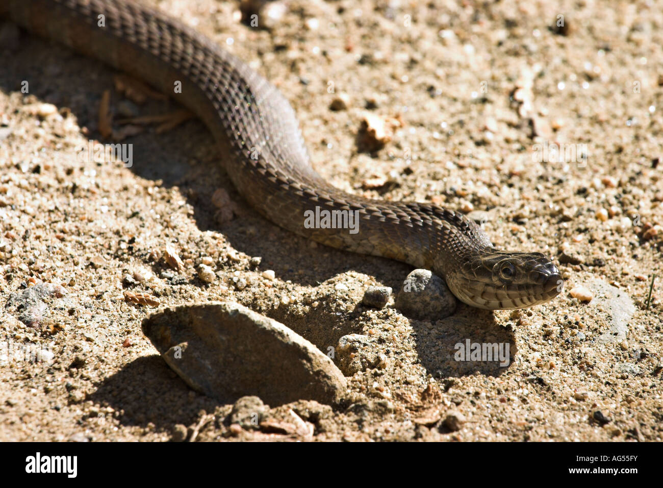 Eastern Milk Snake Shadow -- The snakes head is propped up on a pebble ...