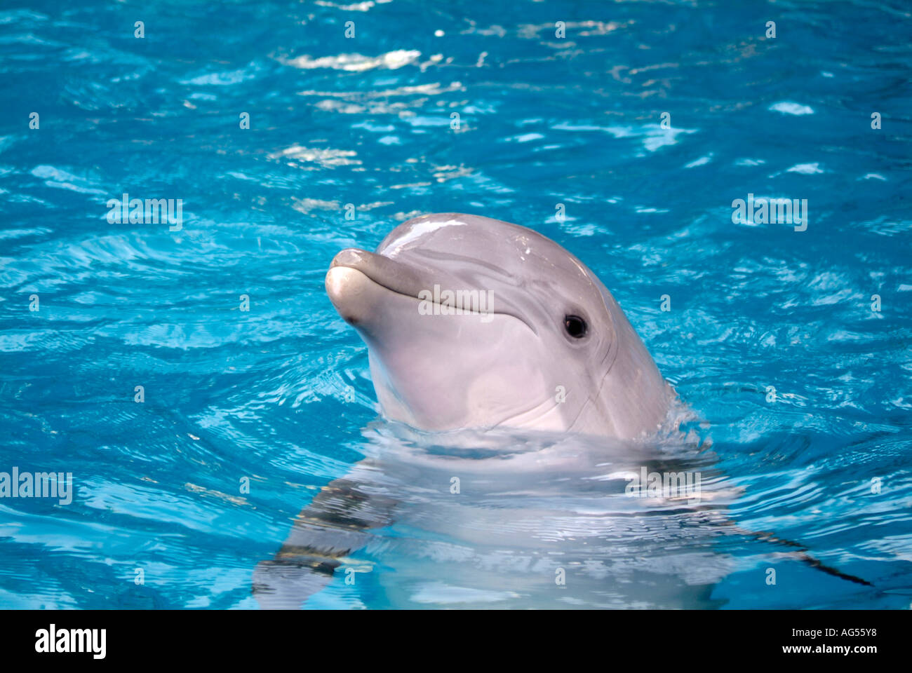 Dolphin aquatic mammals looking out of water Stock Photo - Alamy