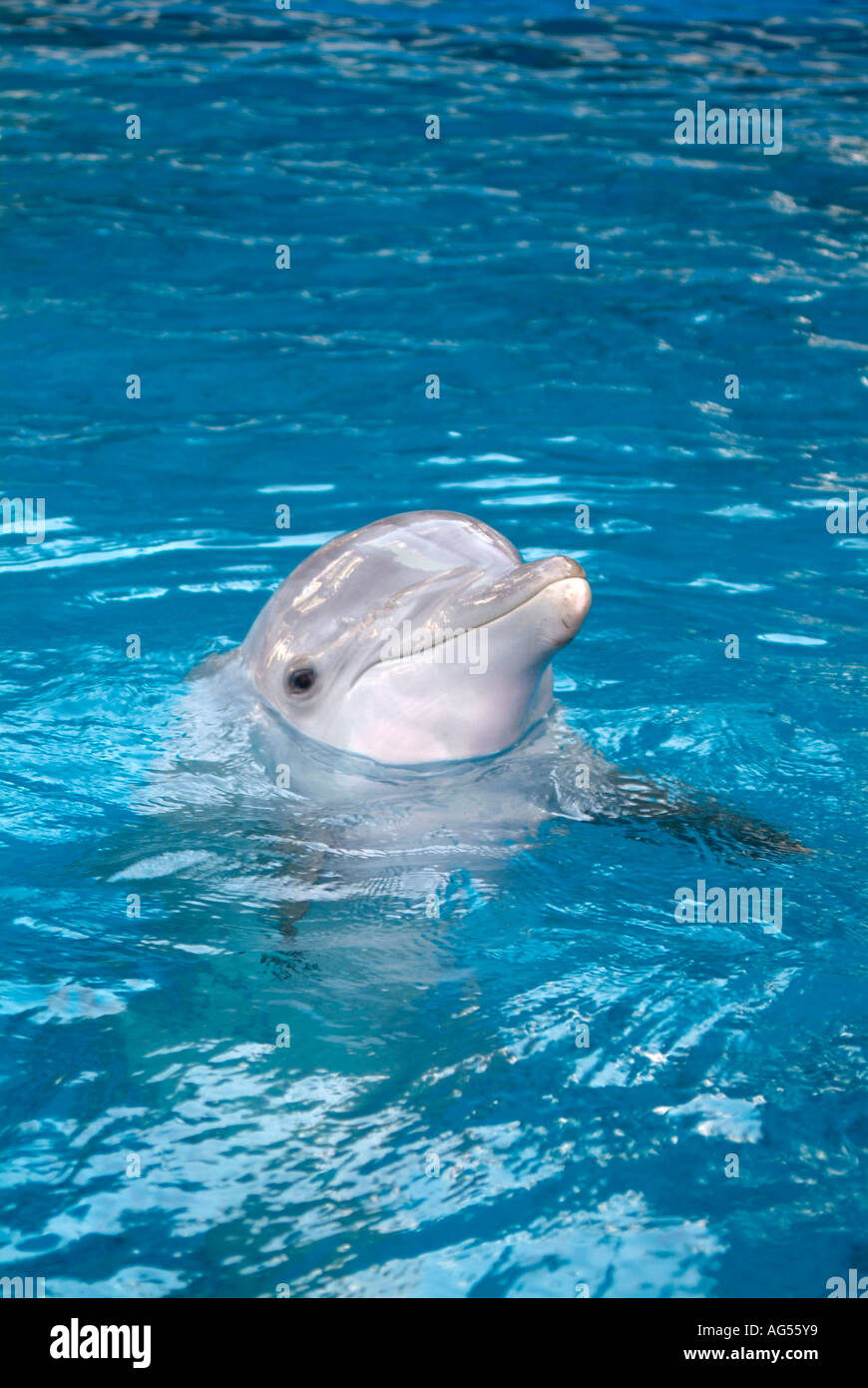 Dolphin aquatic mammals looking out of water Stock Photo - Alamy