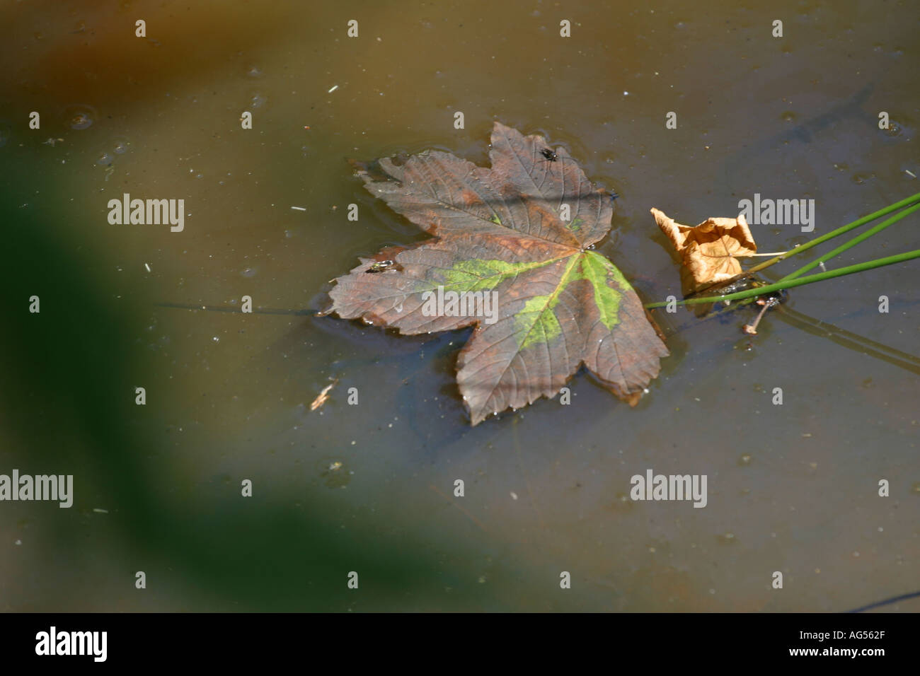 Leaf floating in a pond Stock Photo - Alamy