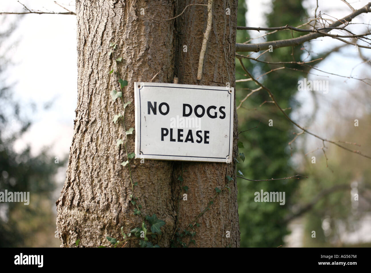No Dogs Please sign on tree 002 Stock Photo - Alamy