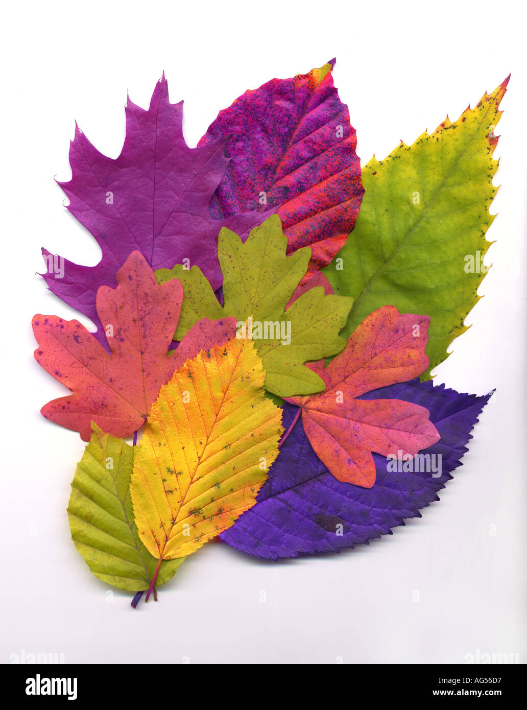 Blue leaf colour leaves hi-res stock photography and images - Alamy